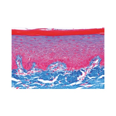 3B Scientific Human Histology Slides | Health and Care